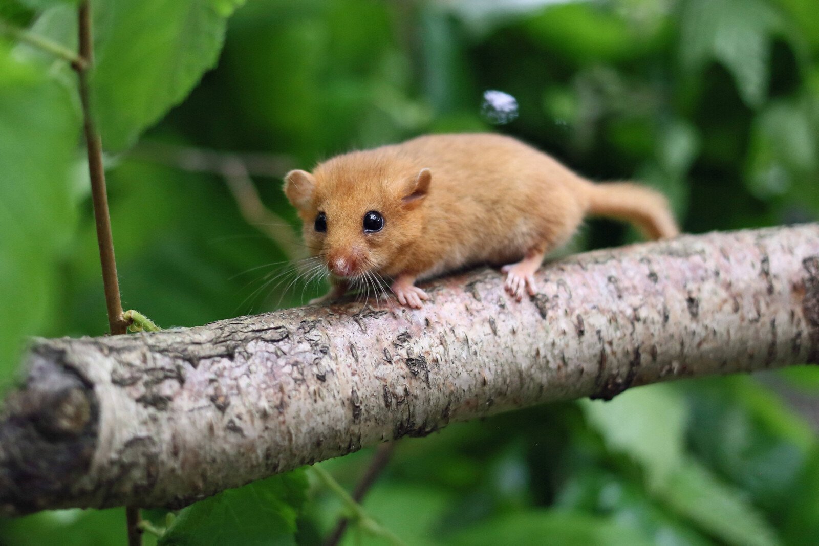 pet dormouse uk