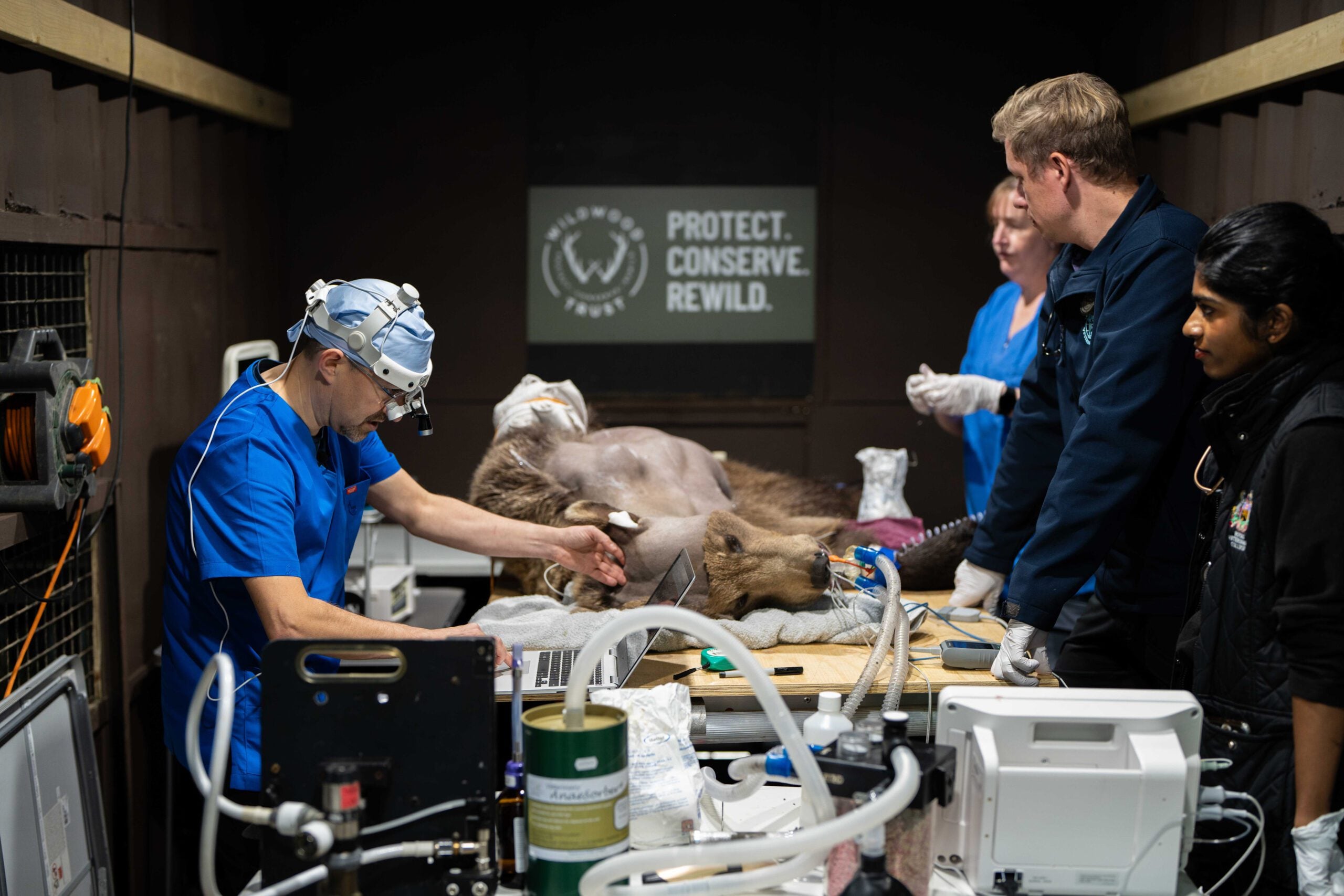 Boki the Bear Celebrates First Anniversary After Surgery