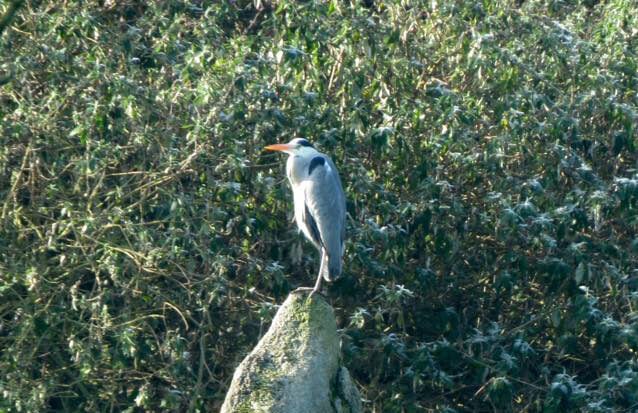 RSPB Big Garden Birdwatch | Kent Attractions